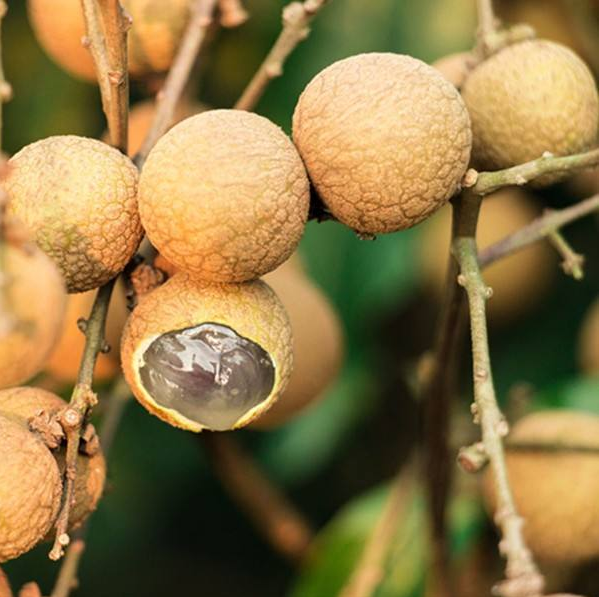 HACCP 567g Canned Longan Fruit In Syrup White Or Milky White